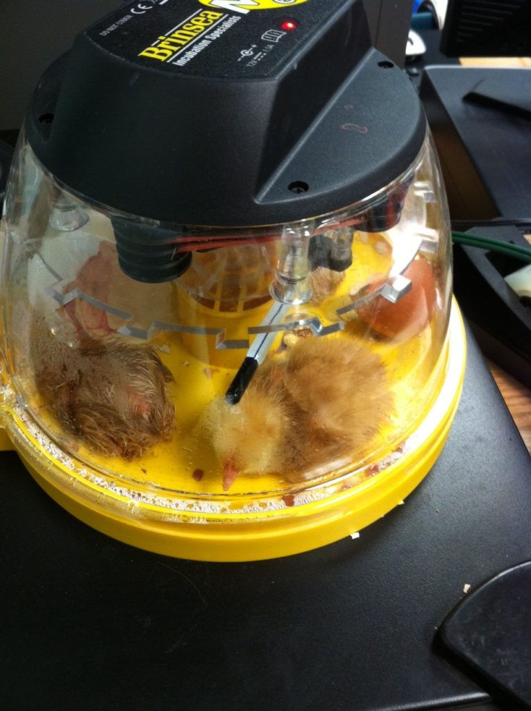 Hatching Chicks in the Classroom - Sarah Chesworth
