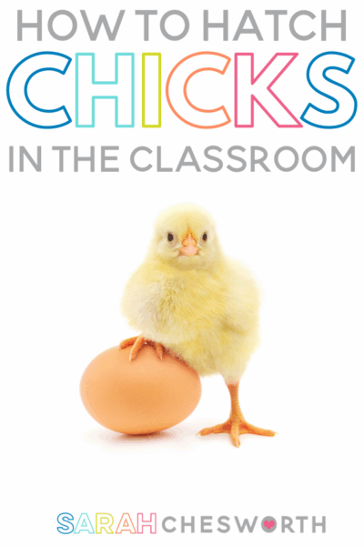 How to Hatch Chicks in the Classroom - Sarah Chesworth