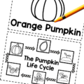 Life Cycle of a Pumpkin Learning Activities - Sarah Chesworth