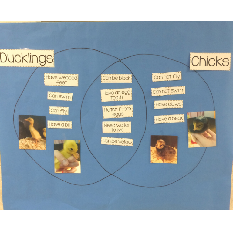 How to Hatch Chicks in the Classroom - Sarah Chesworth