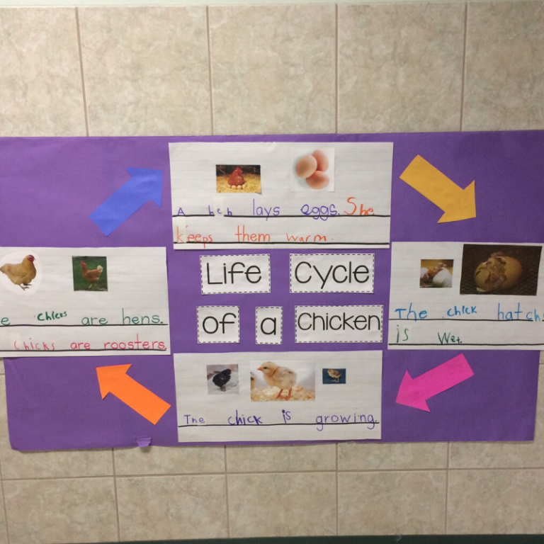 How to Hatch Chicks in the Classroom - Sarah Chesworth