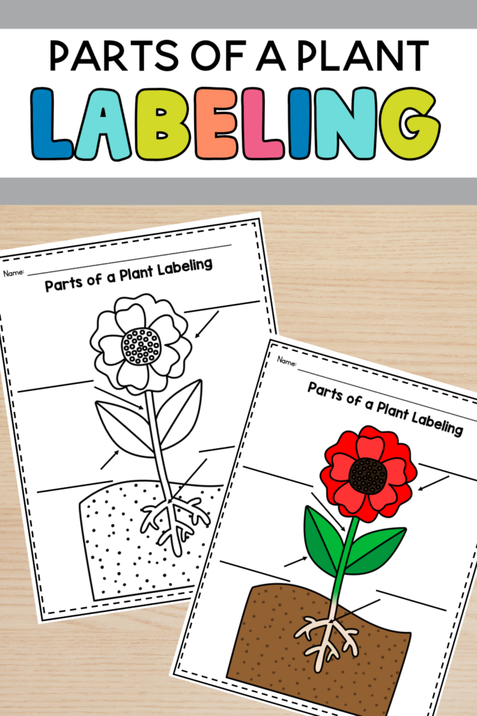 Parts of a Plant Labeling Worksheet - Sarah Chesworth
