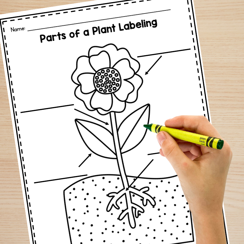 Parts of a Plant Labeling Worksheet - Sarah Chesworth