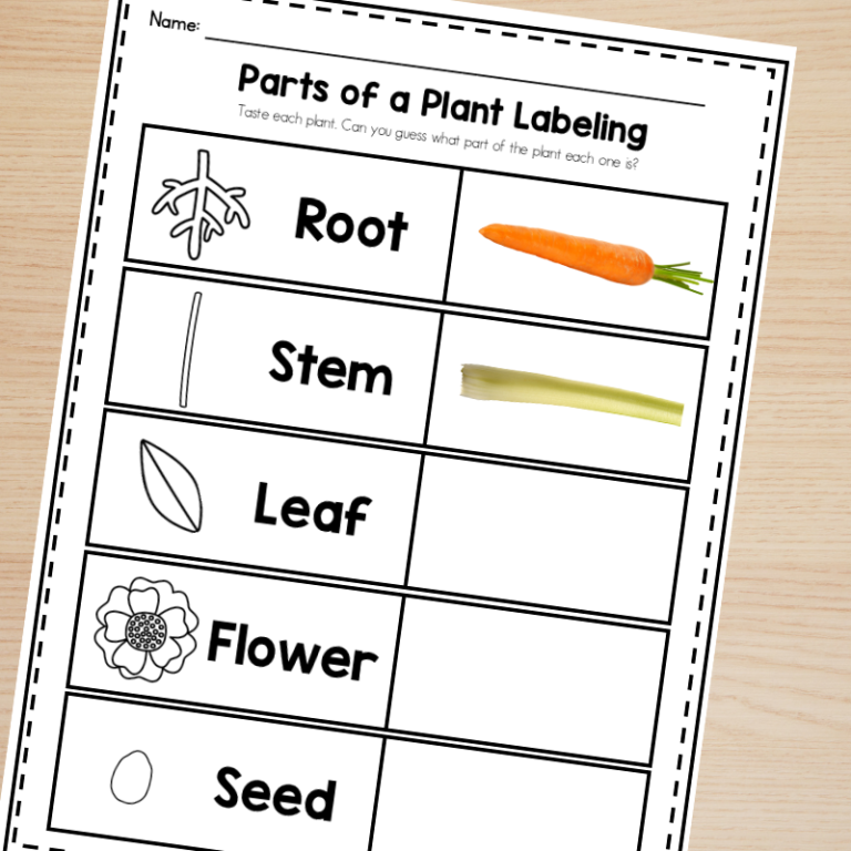Parts of a Plant Labeling Worksheet - Sarah Chesworth