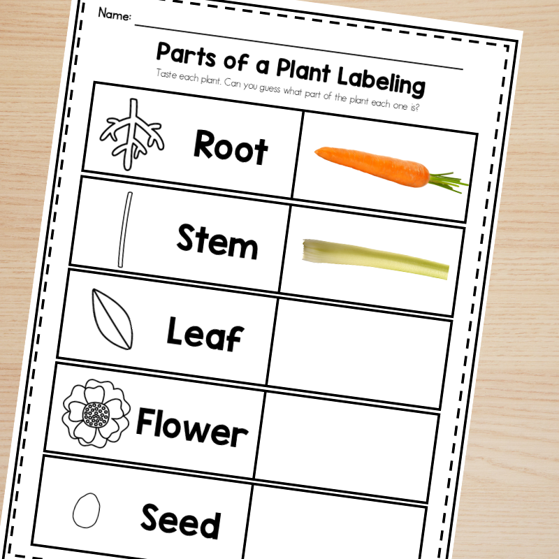 Plant Labeling Worksheet Free Parts Of A Plant