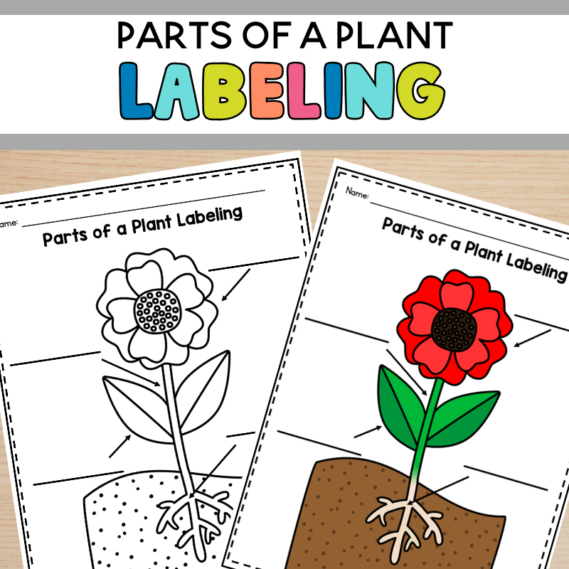 Parts of a Plant Labeling Worksheet - Sarah Chesworth